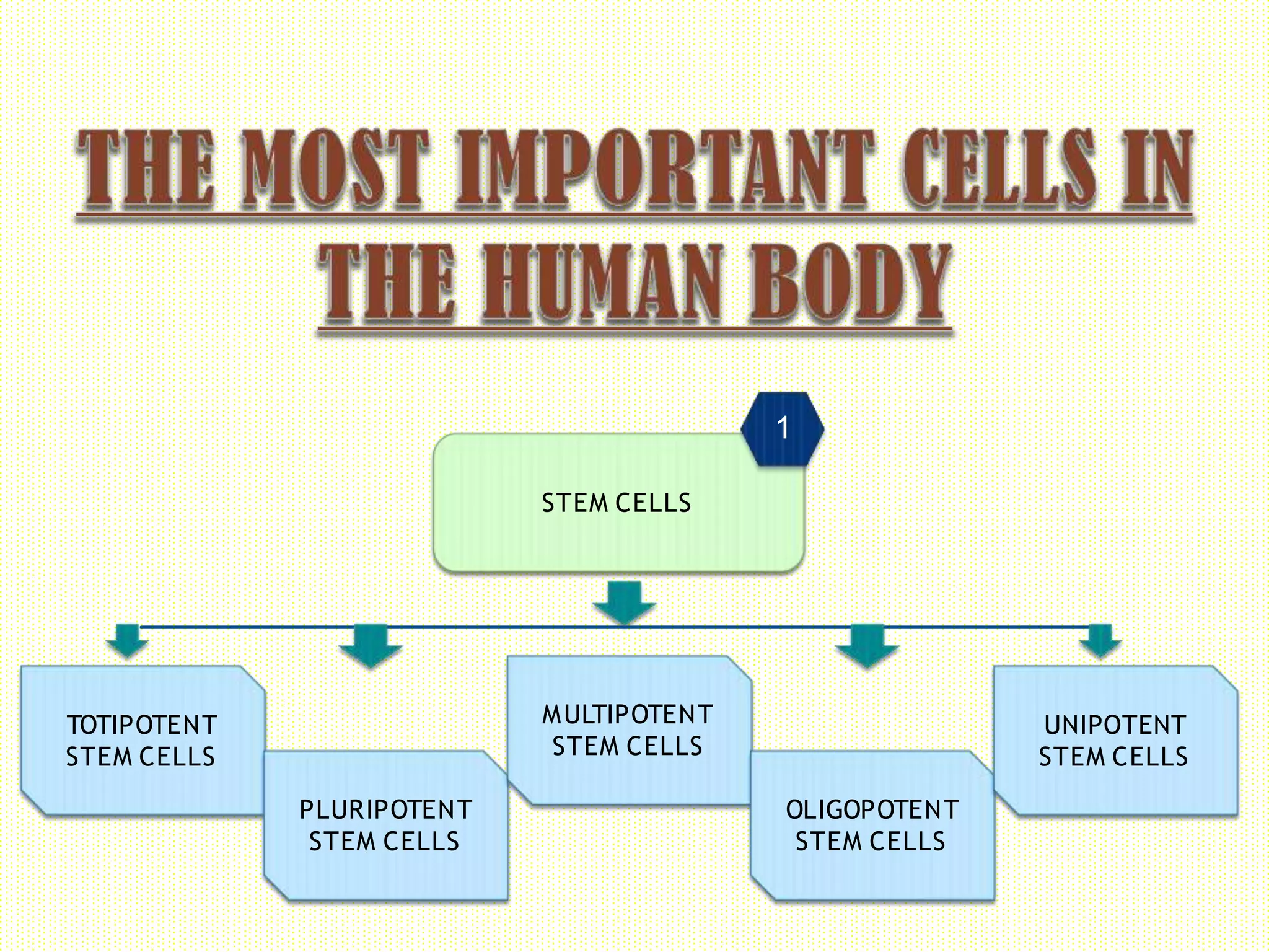Human cell anatomy | PPTX | Chemistry | Science