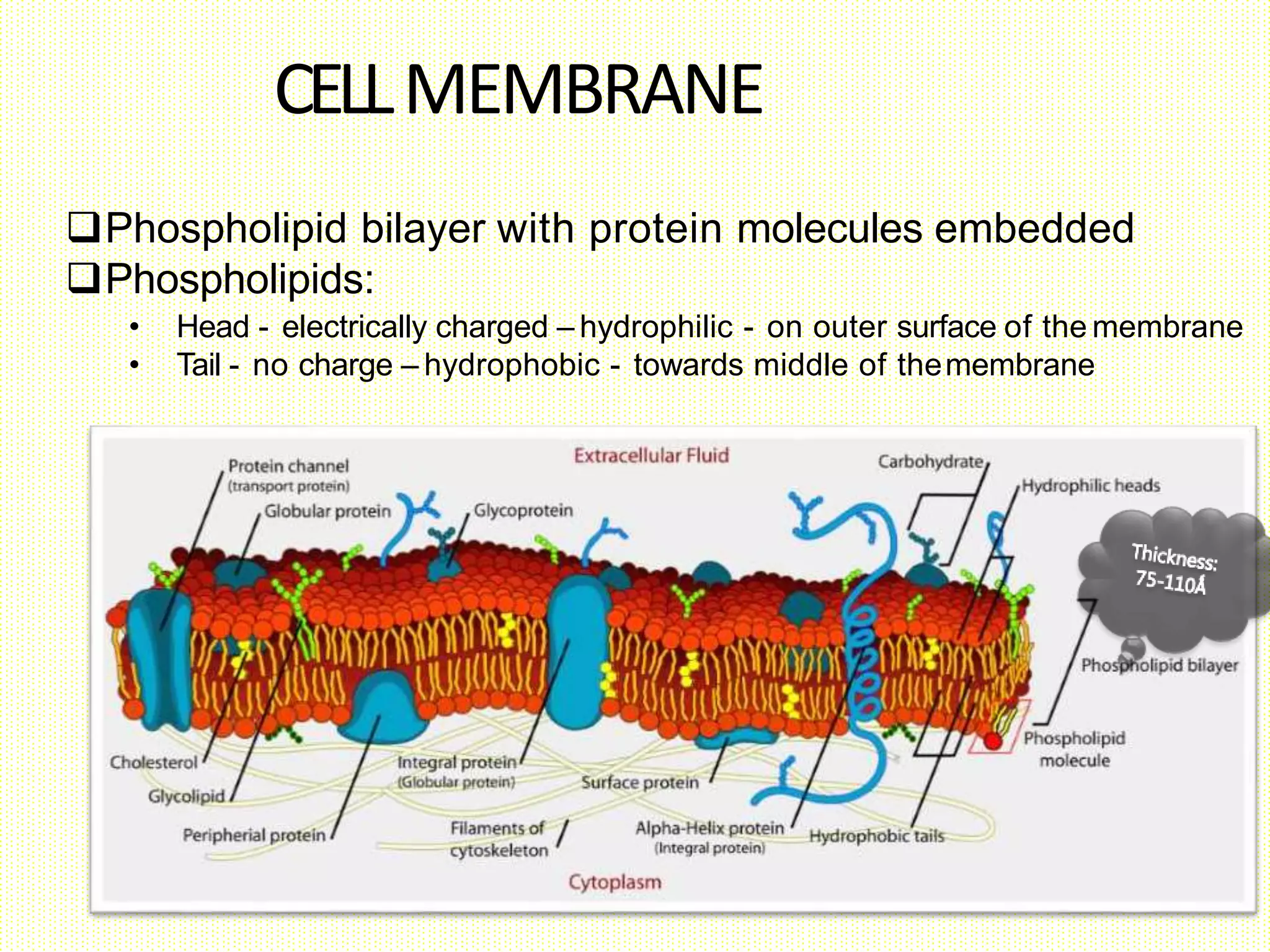 Human cell anatomy | PPTX