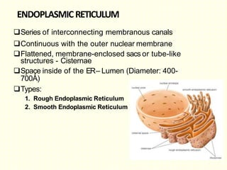 Human cell anatomy | PPTX