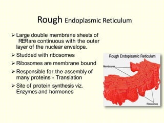 Human cell anatomy | PPTX