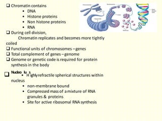 Human cell anatomy | PPTX