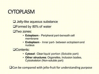 Human cell anatomy | PPTX