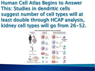Ishita Moghe Kim Solez Human cell atlas project and what you can do to ...