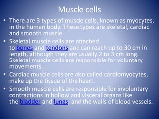 HUMAN CELL TYPES.pptx