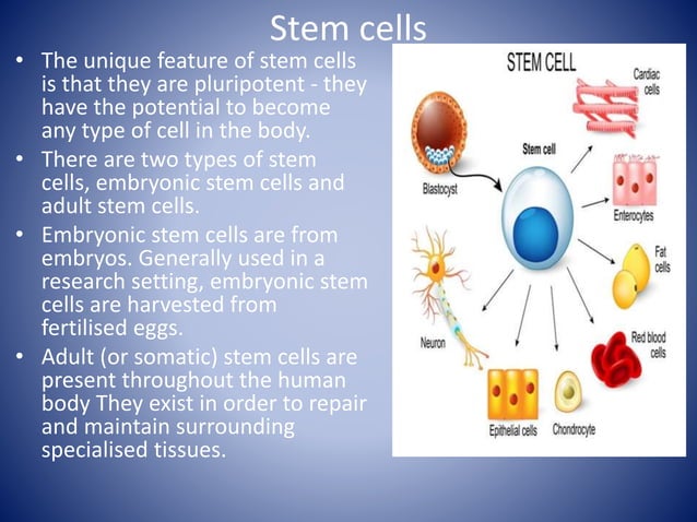 HUMAN CELL TYPES.pptx