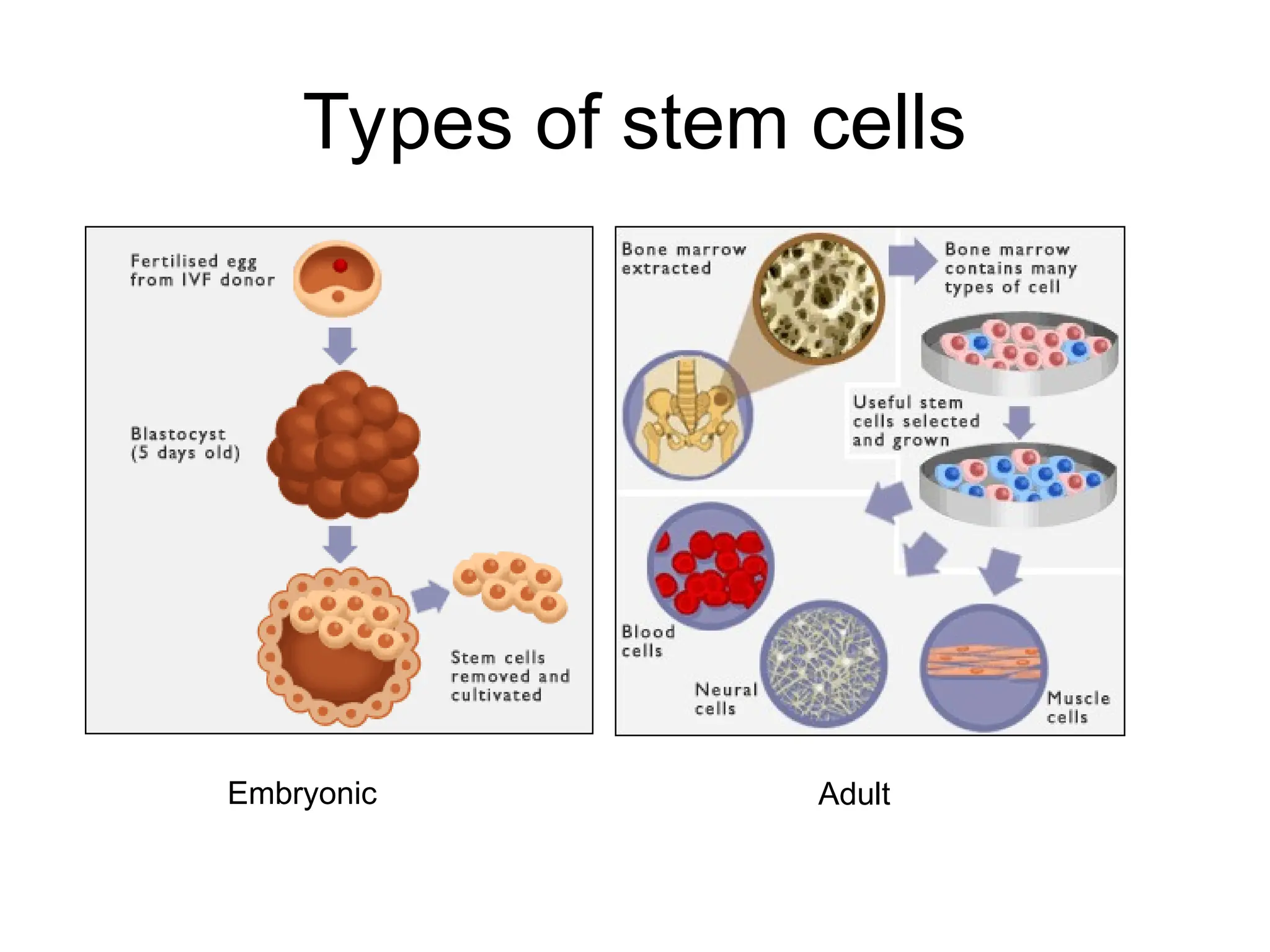 Human Cell Types Human Cell Types Human. | PPT