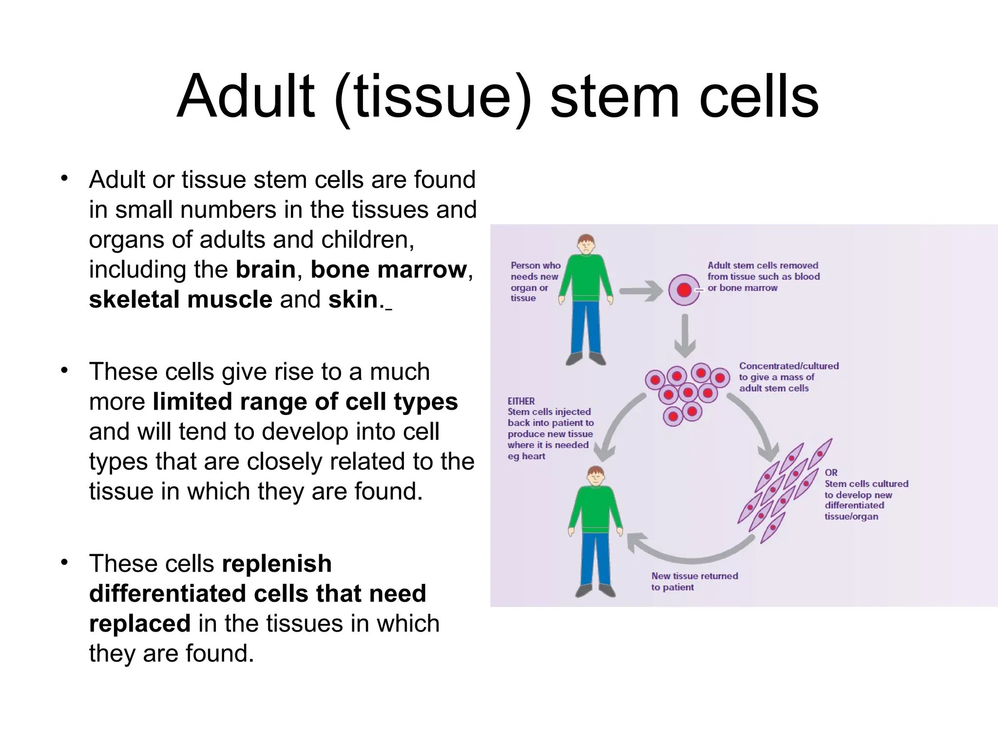Human Cell Types Human Cell Types Human. | PPT