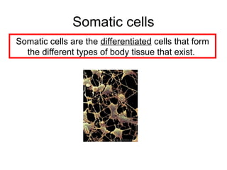 Human Cell Types Human Cell Types Human. | PPT