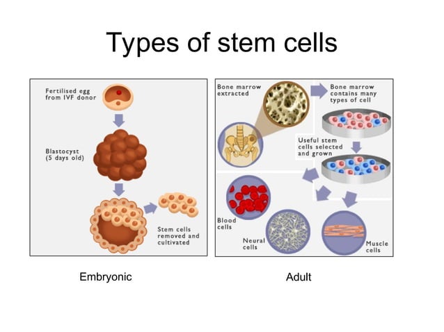 Human Cell Types Human Cell Types Human. | PPT
