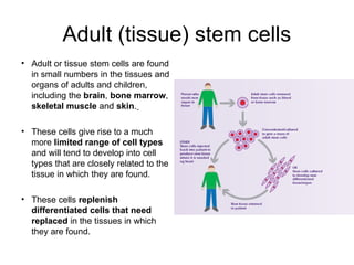 Human Cell Types . Human Cell Types 2024 | PPT