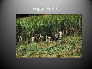 Germany-Place-Human Characteristics | PPTX