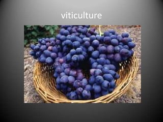 Germany-Place-Human Characteristics | PPTX