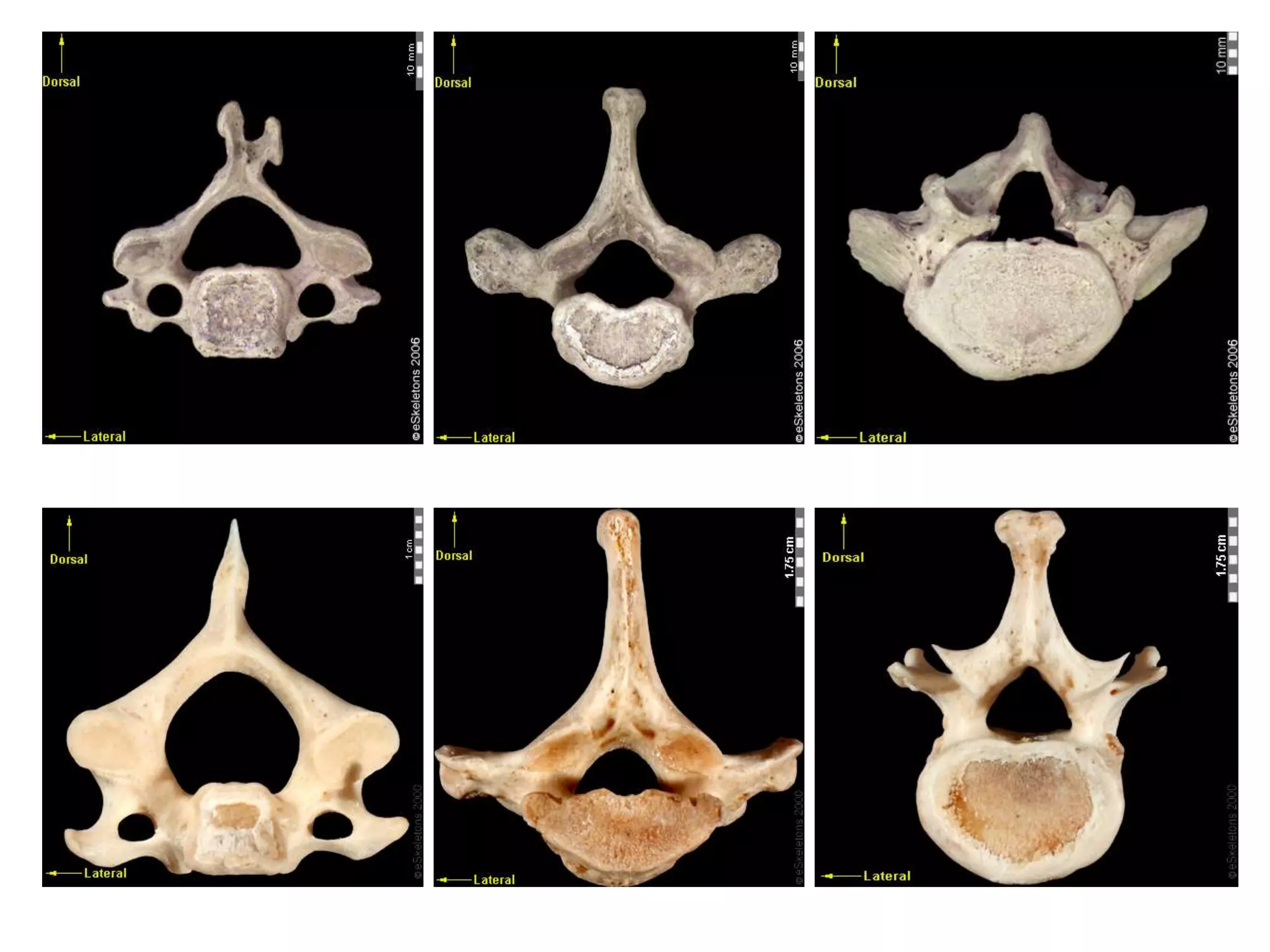 Human chimp skeleton | PPT