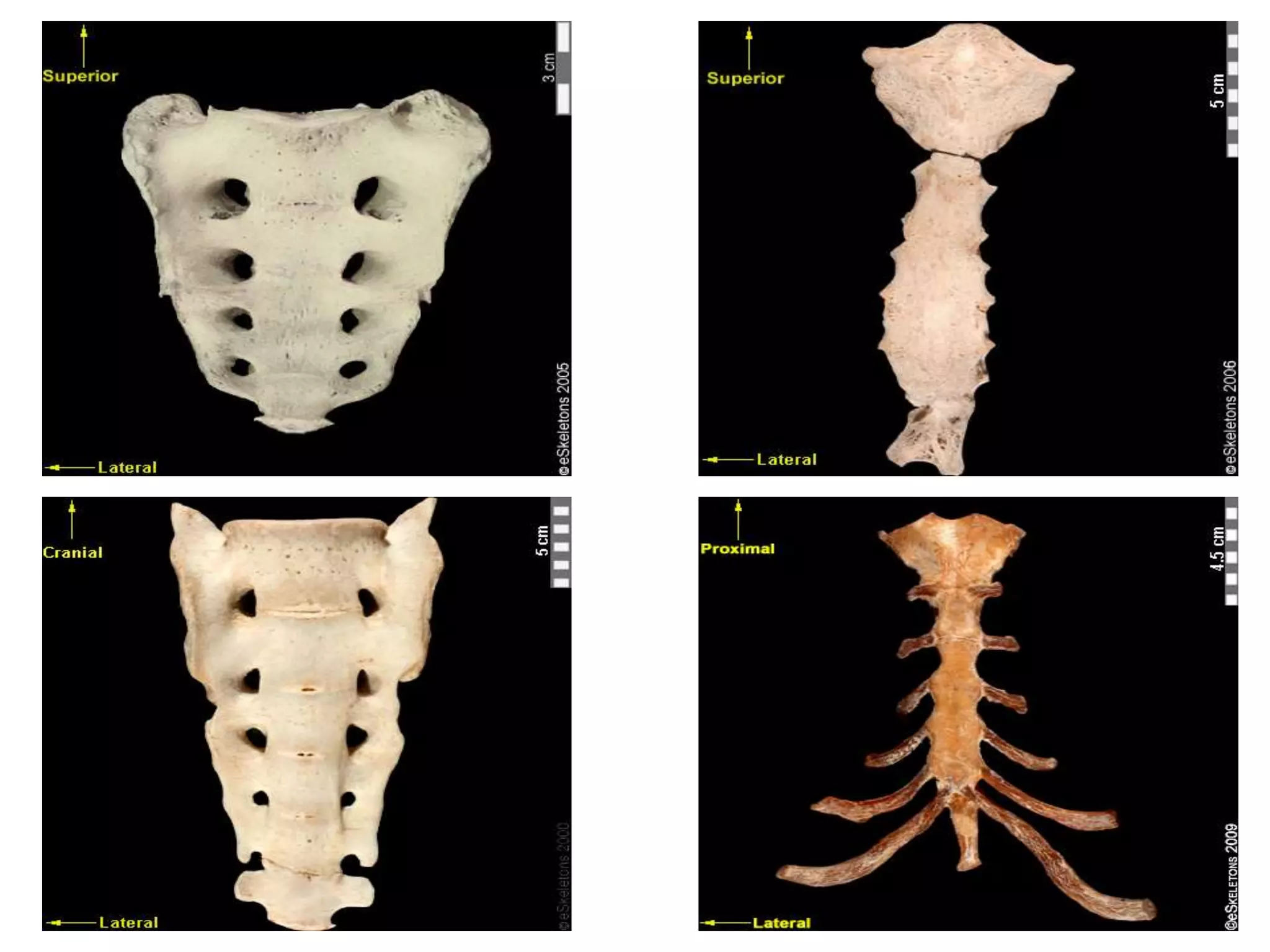Human chimp skeleton | PPT