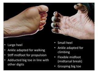 Human chimp skeleton | PPT
