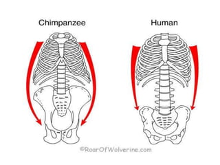 Human chimp skeleton | PPT