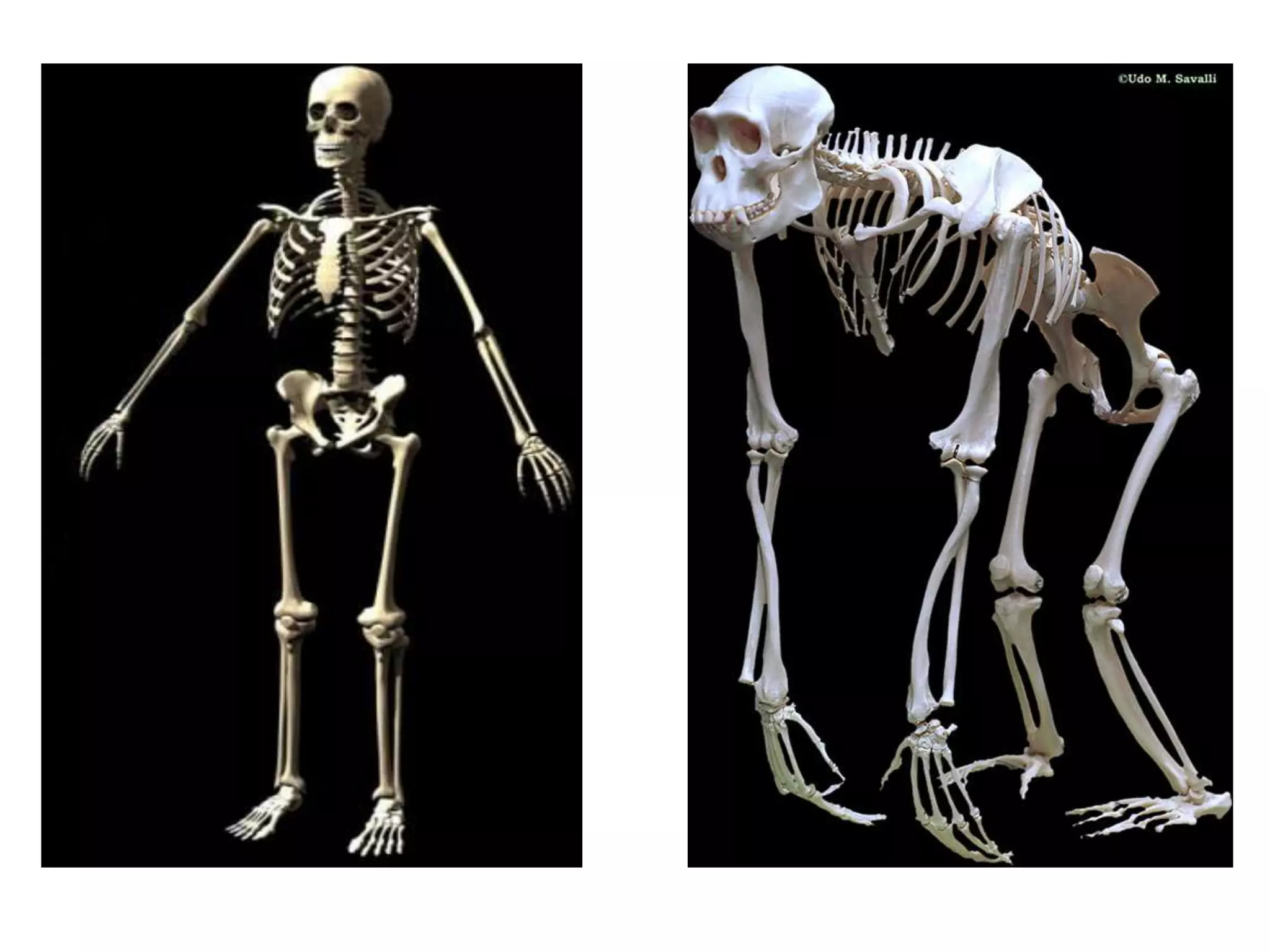 Human chimp skeleton | PPTX