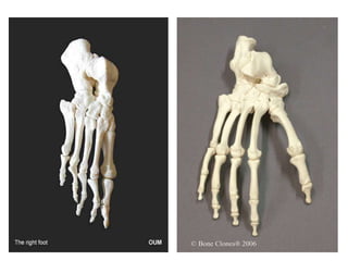 Human chimp skeleton | PPTX
