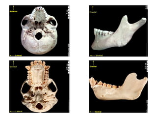 Human chimp skeleton | PPTX
