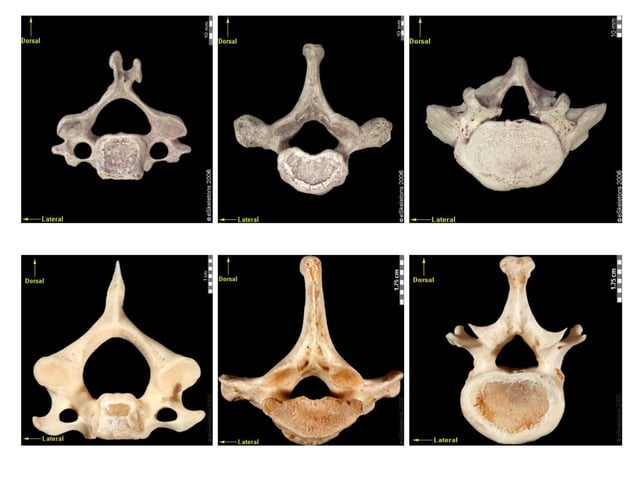 Human chimp skeleton | PPTX