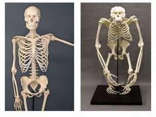 Human chimp skeleton | PPTX