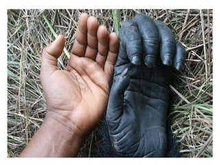 Human chimp skeleton | PPTX