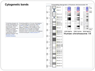 Human chromosome 15 | PPTX
