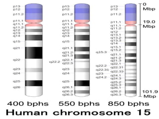 Human chromosome 15 | PPTX