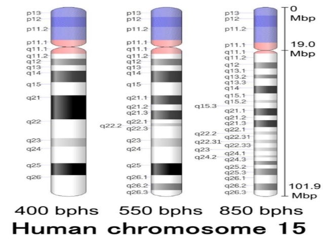 Human chromosome 15