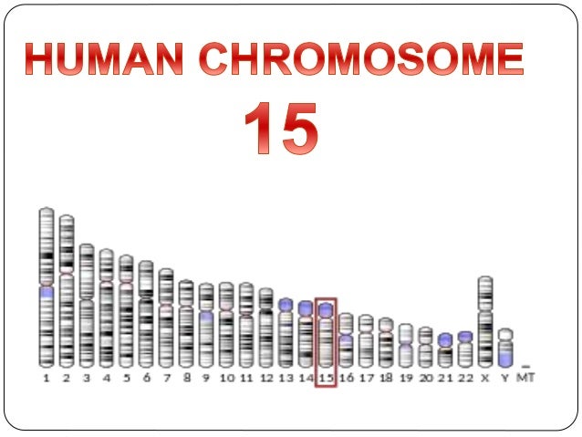 Human chromosome 15