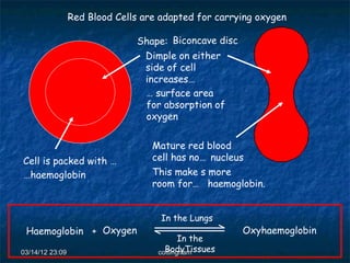 Human circulation ib master | PPT