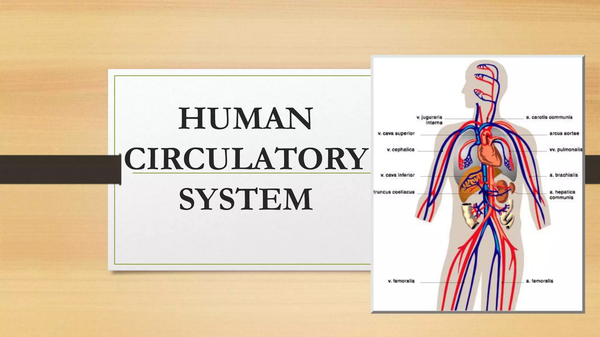 Human circulatory system | PPTX