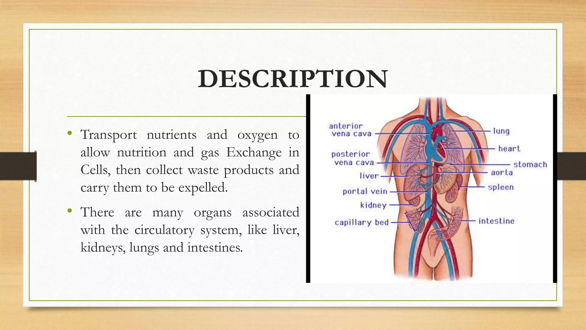 Human circulatory system | PPTX