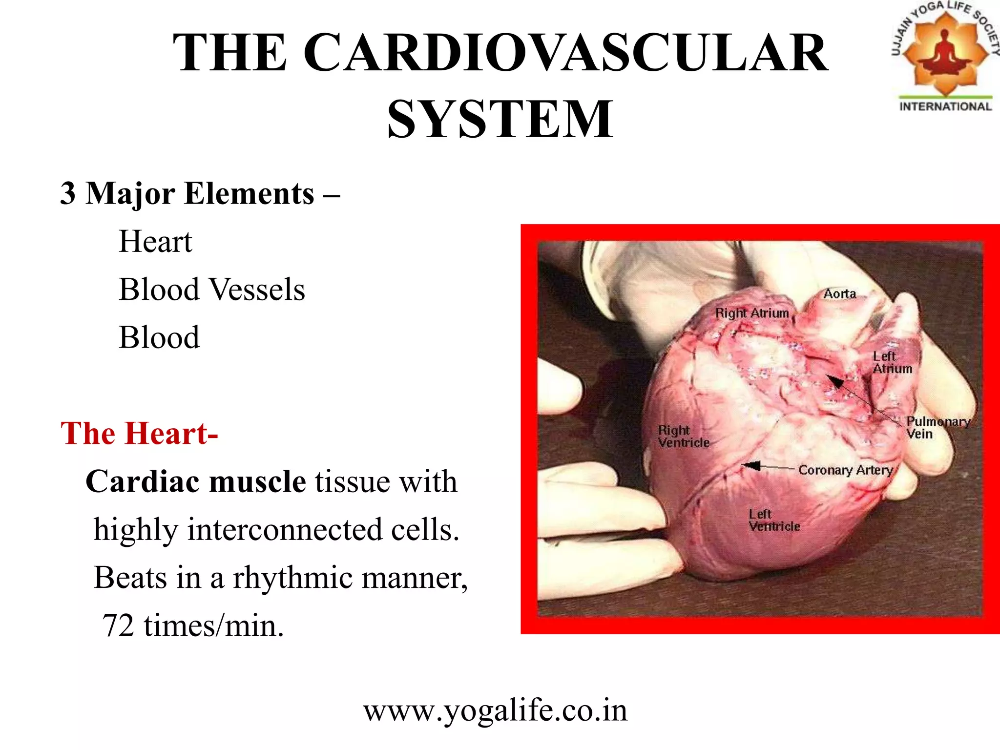 Human circulatory system | PPT