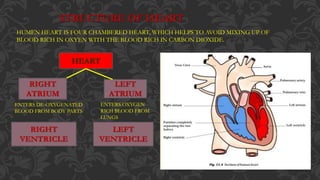 Human circulatory system | PPT