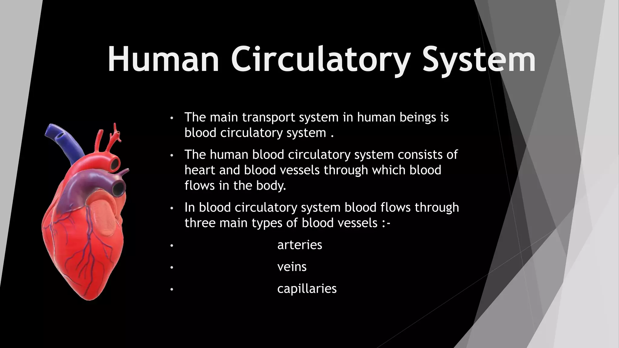 Human Circulatory System.pptx