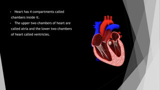 Human Circulatory System.pptx
