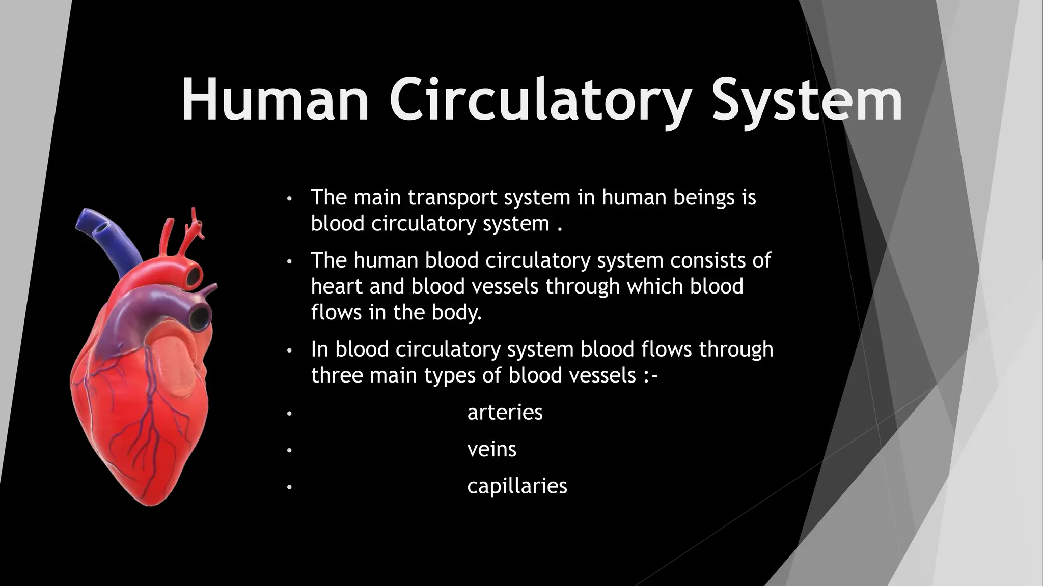Human Circulatory System Includes heart.pptx
