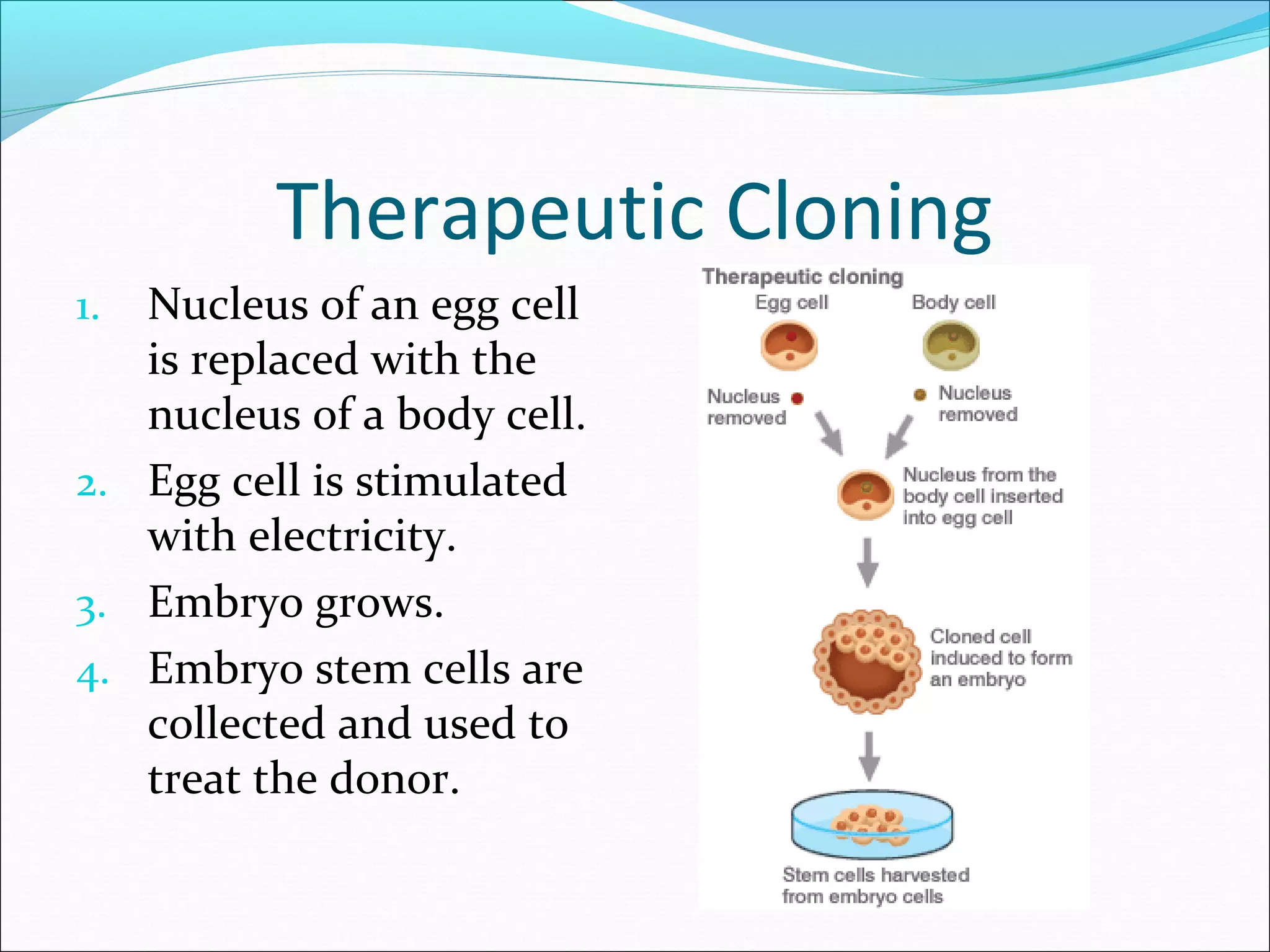 Human cloning | PPT