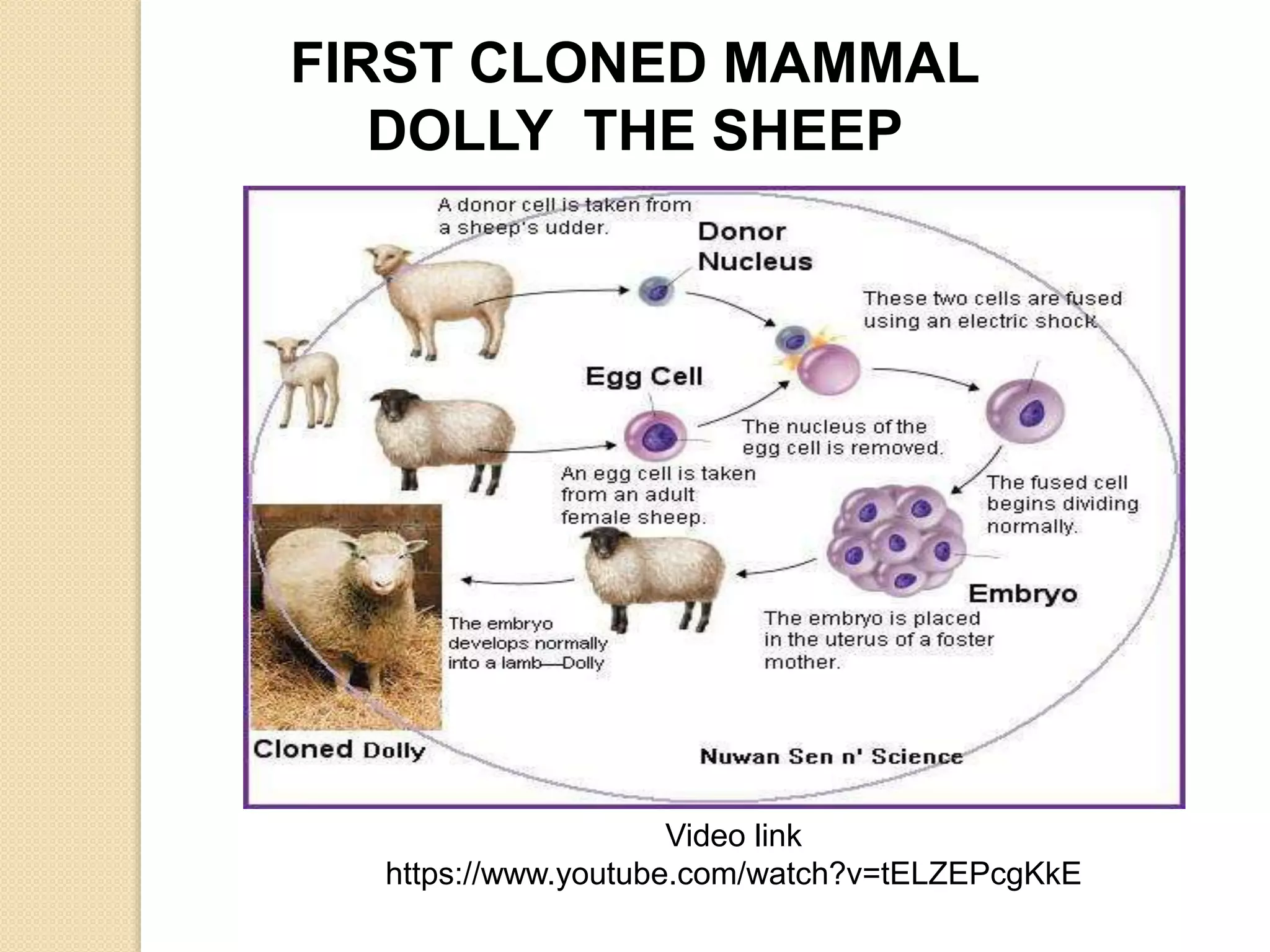 Human cloning critical thinking & problem solving skills | PPTX