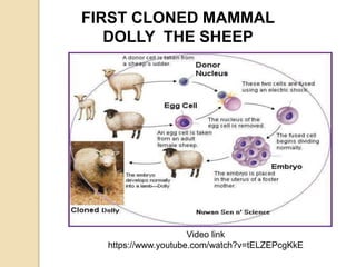 Human cloning critical thinking & problem solving skills | PPT
