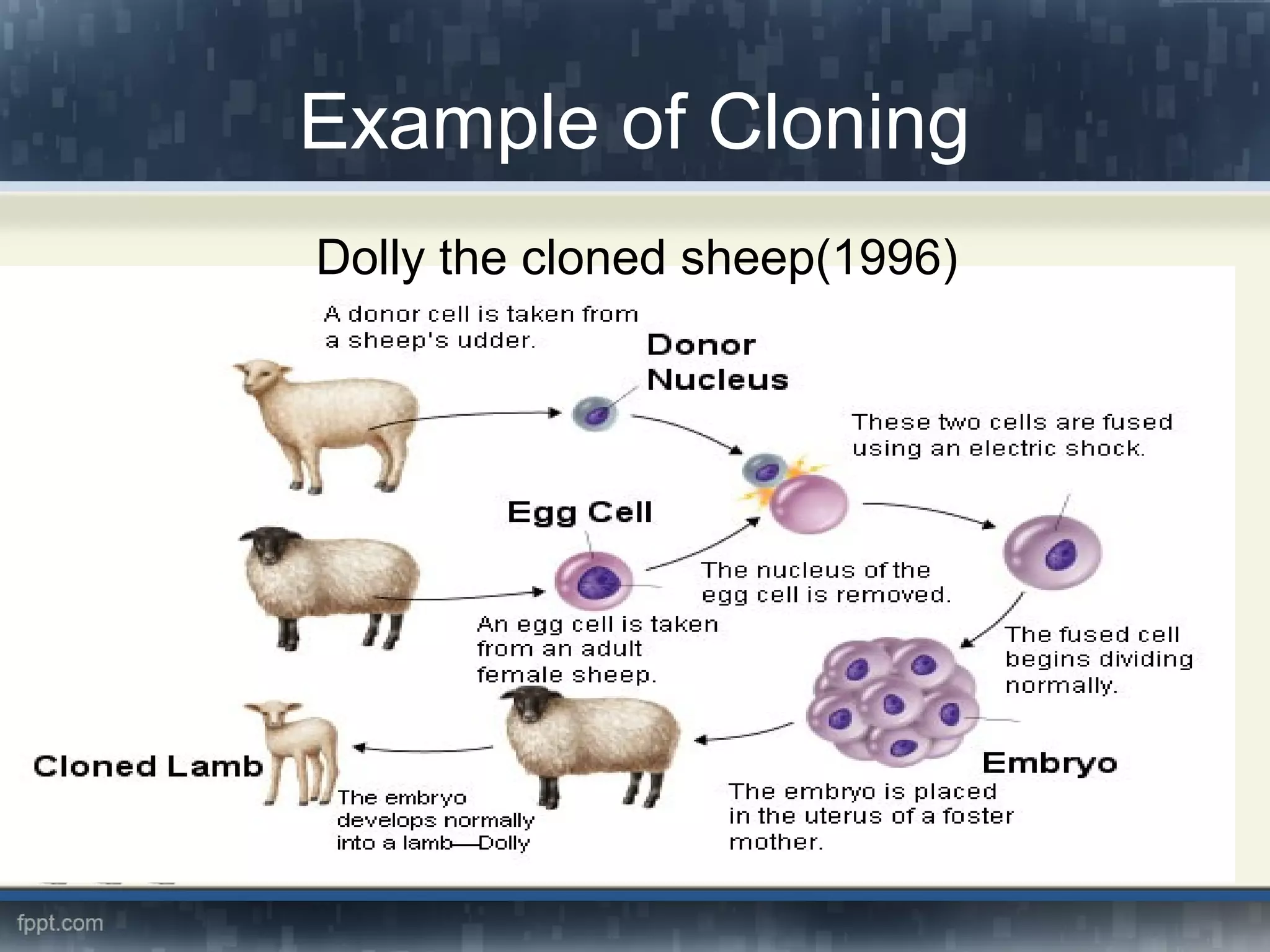 Human cloning | PPT