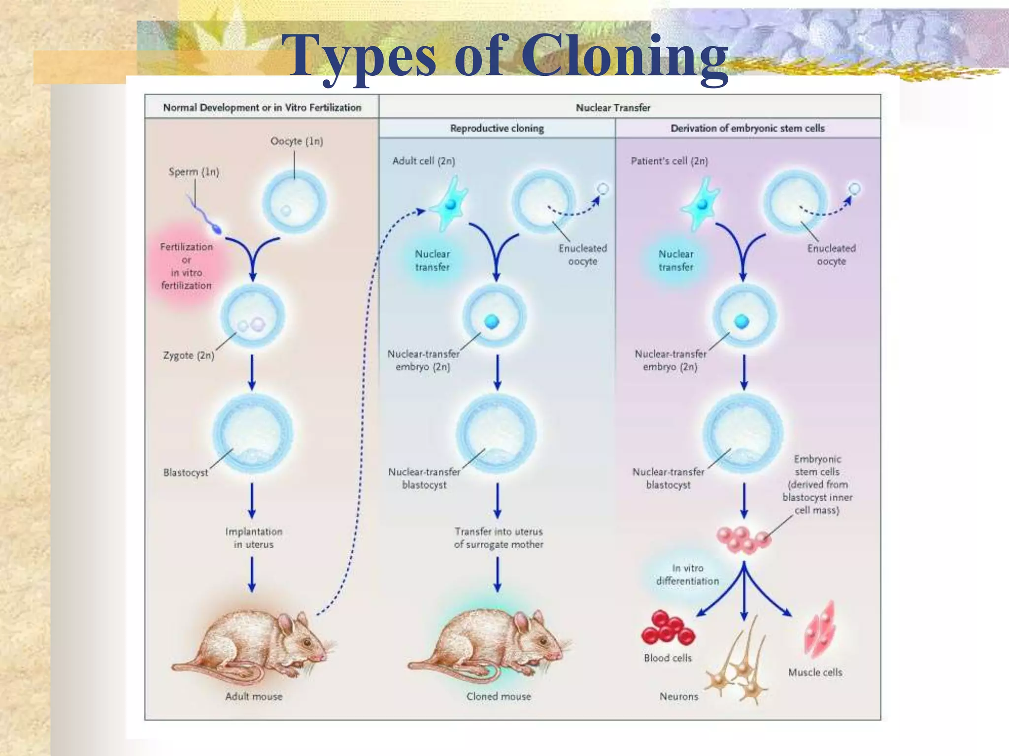 Human clonning.... | PPT