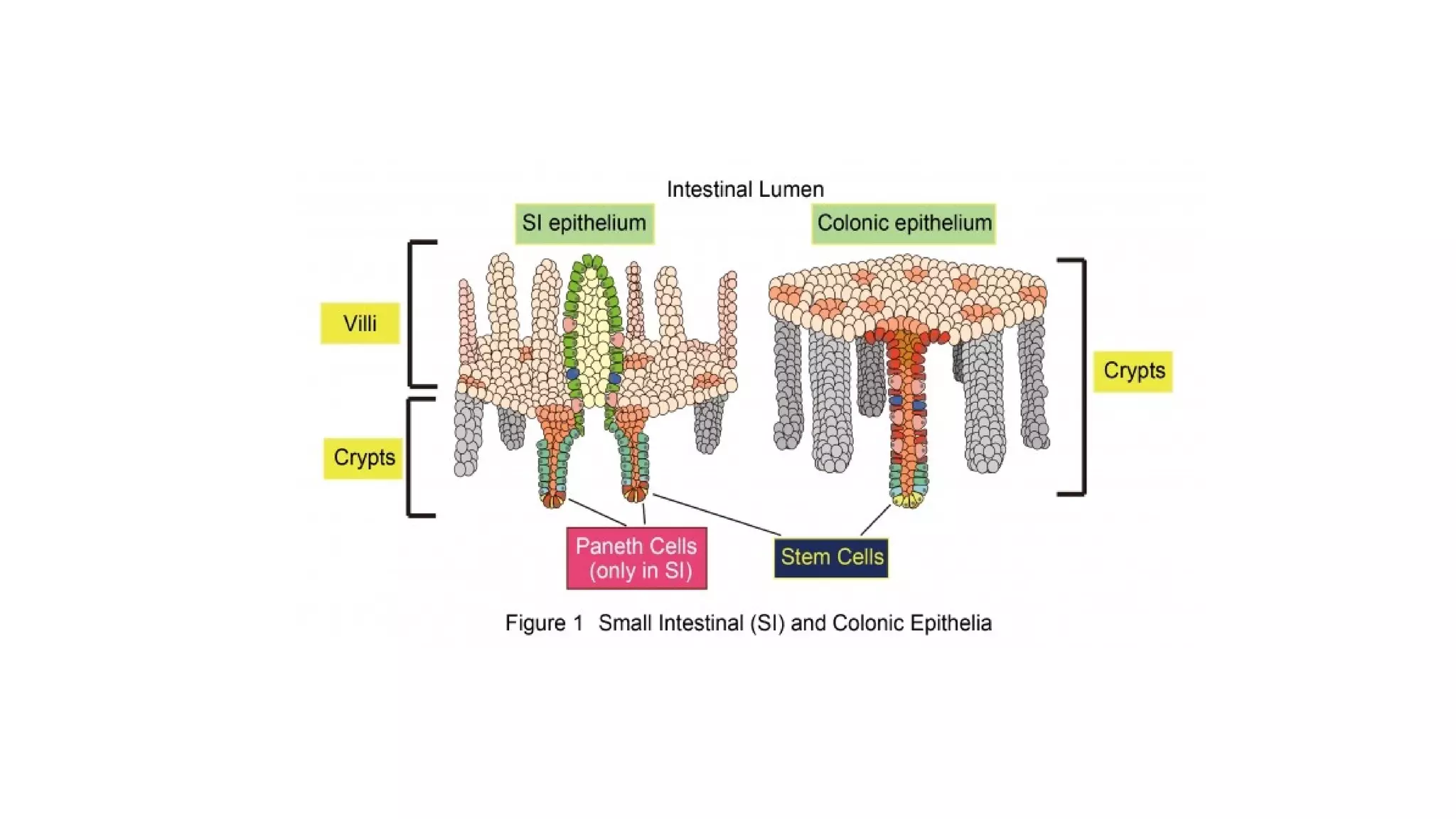 Human colonic epithelial cells | PPT