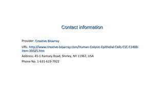 Human colonic epithelial cells | PPT