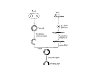 Human control | PPTX