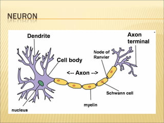 Grade 9 - Human Coordination System | PPT