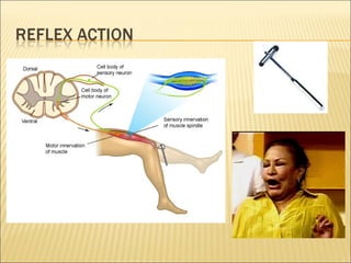 Grade 9 - Human Coordination System | PPT