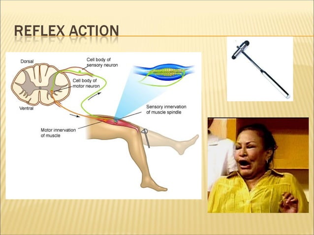 Grade 9 - Human Coordination System | PPT
