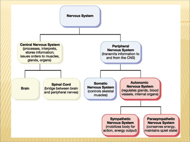 Grade 9 - Human Coordination System | PPT